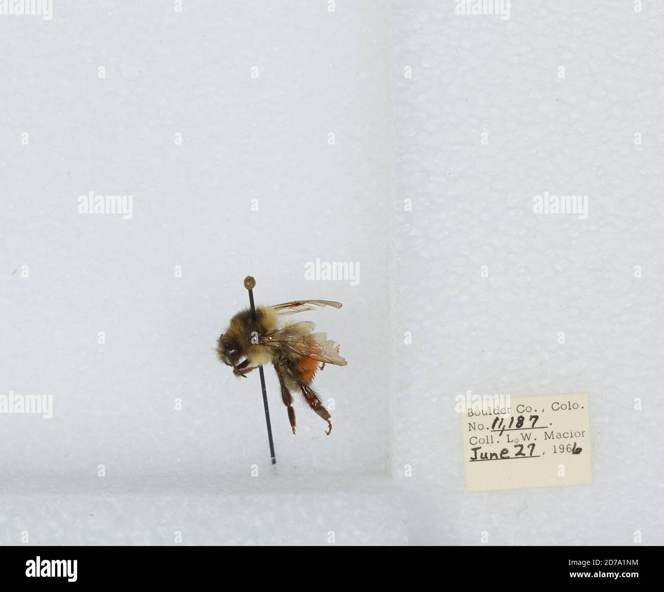 Boulder, Colorado, United States, Bombus (Pyrobombus) melanopygus ...