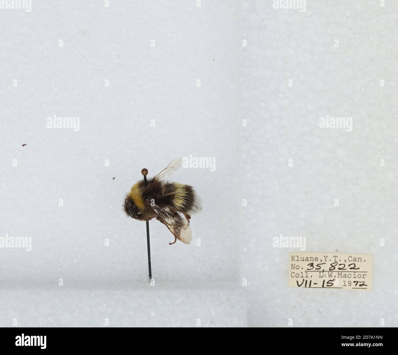 Kluane, Yukon Territory, Canada, Bombus (Bombus) lucorum (Linnaeus ...