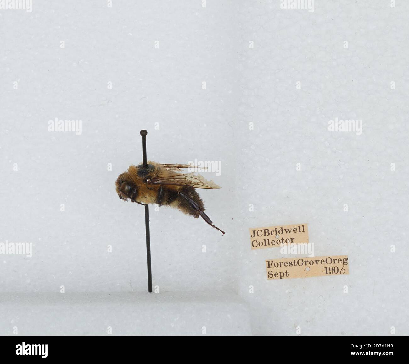 Forest Grove, Washington, Oregon, United States, Bombus (Separatobombus ...