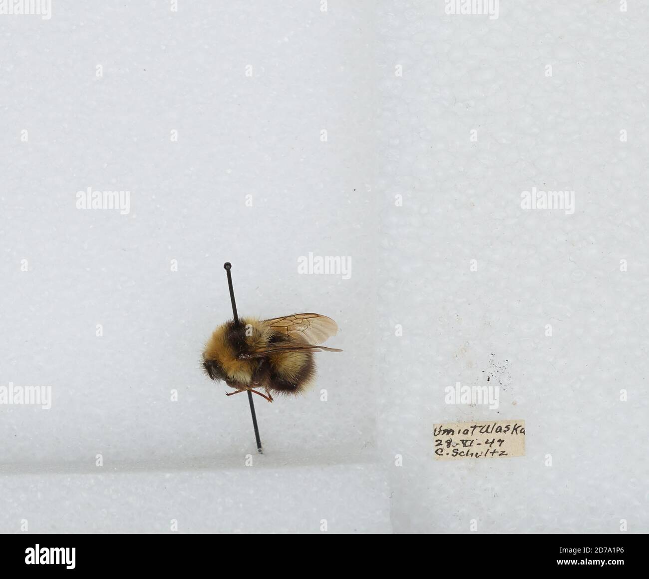 Umiat, North Slope, Alaska, United States, Bombus (Pyrobombus) jonellus ...