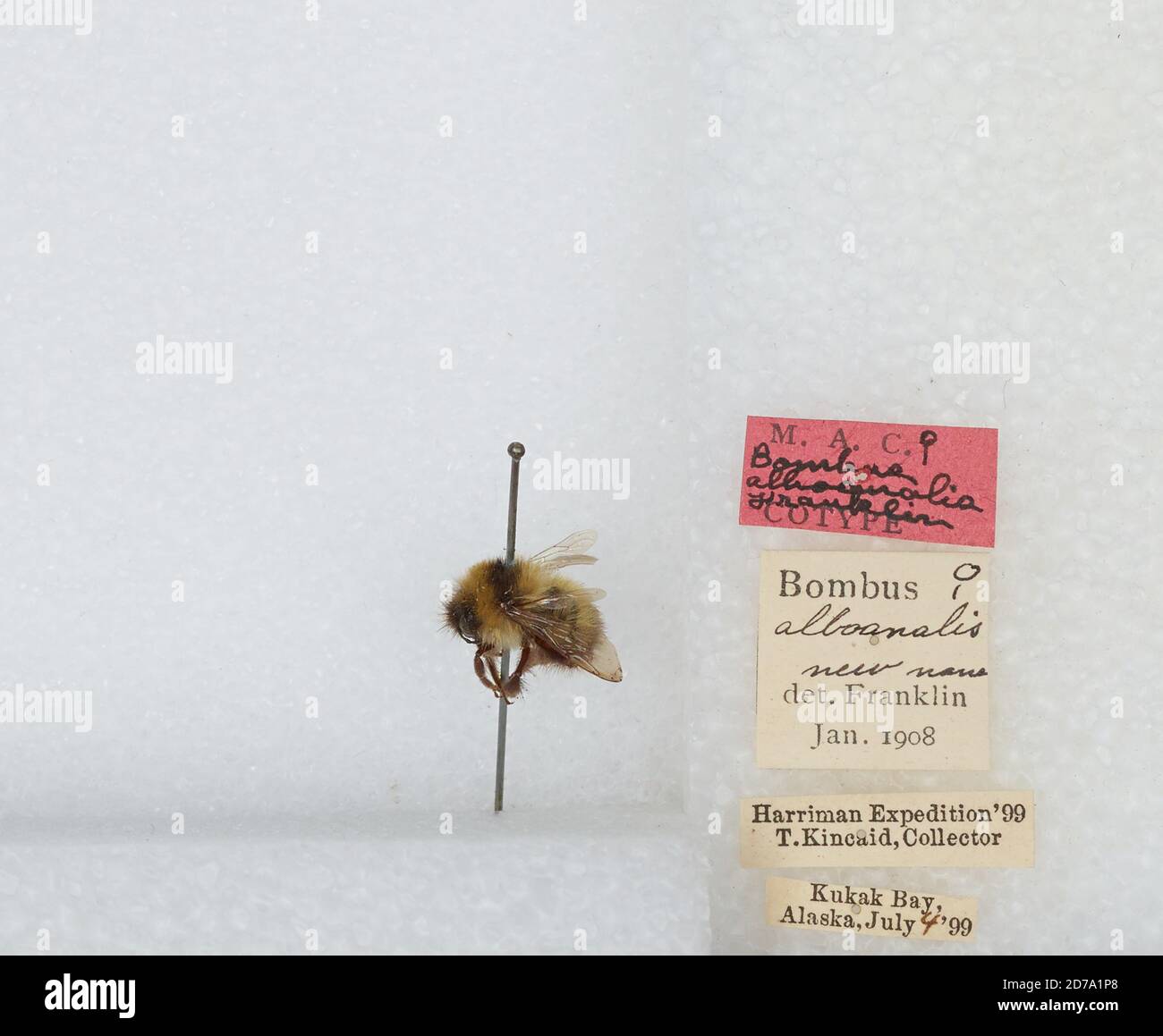 Kukak Bay, Kodiak Island, Alaska, United States, Bombus (Pyrobombus ...