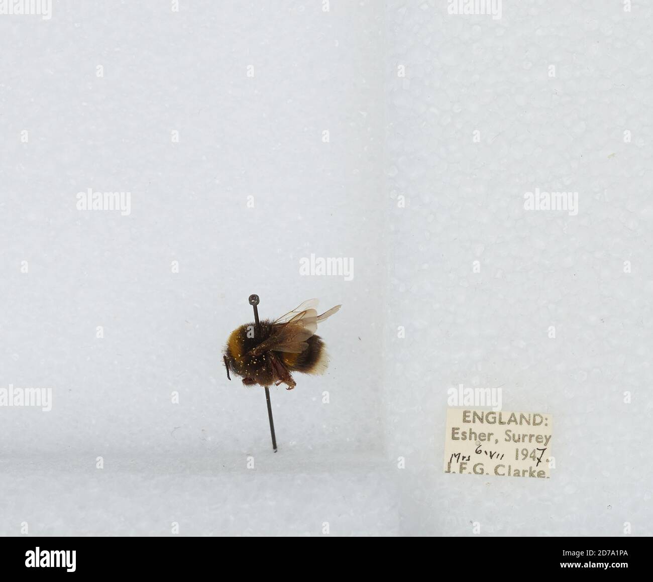 Esher, Elmbridge District, Surrey, United Kingdom, Bombus (Bombus ...