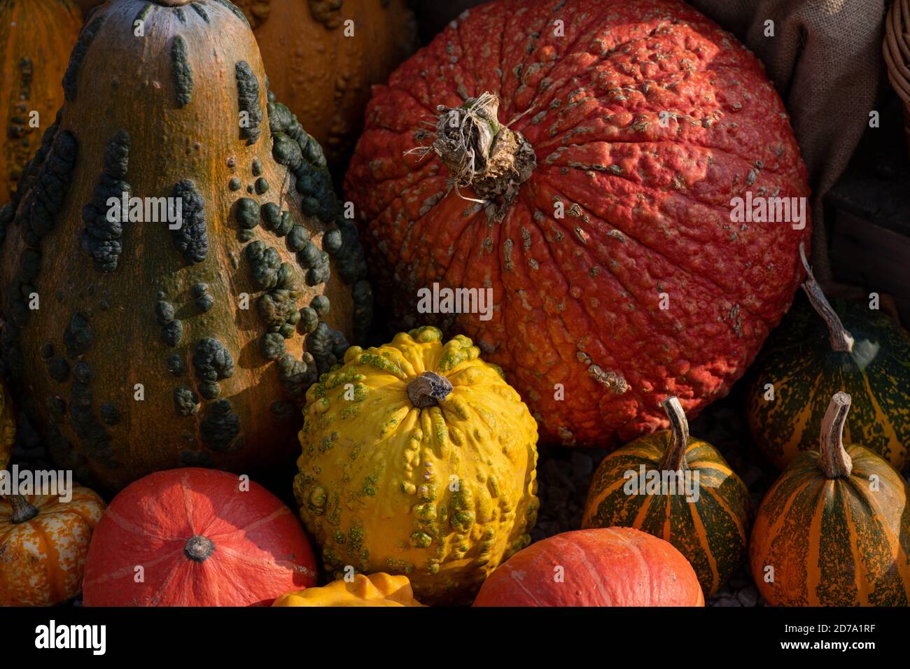 Pumpkins of different shapes, colours and sizes in Autumn Stock Photo ...