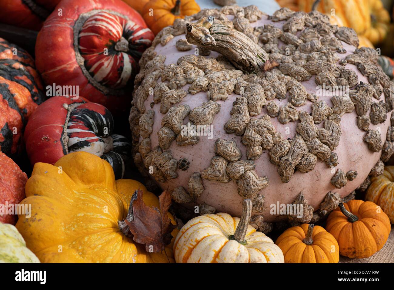 Pumpkins of different shapes, colours and sizes in Autumn Stock Photo ...