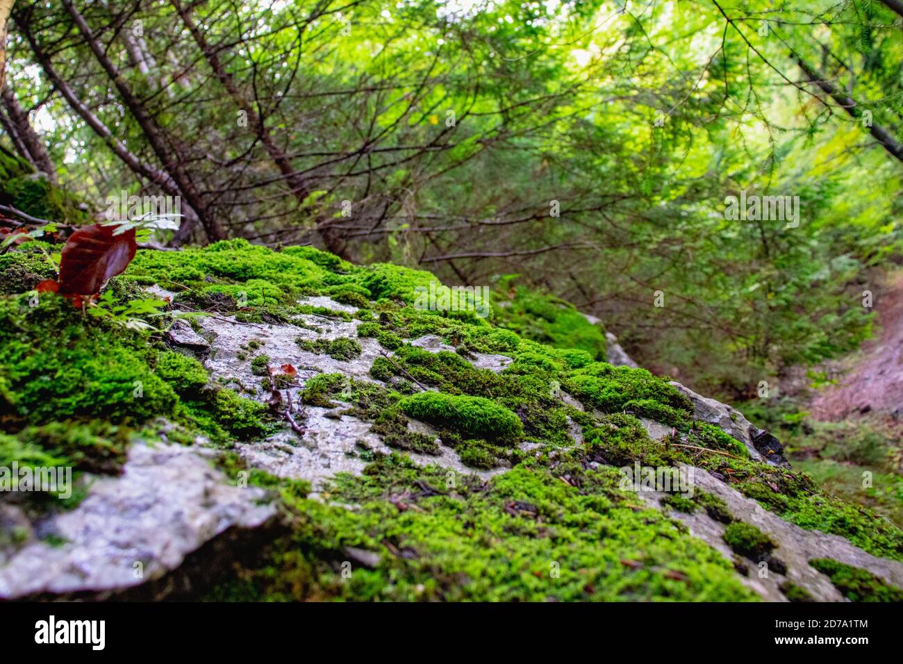 Moss in the jungle hi-res stock photography and images - Alamy