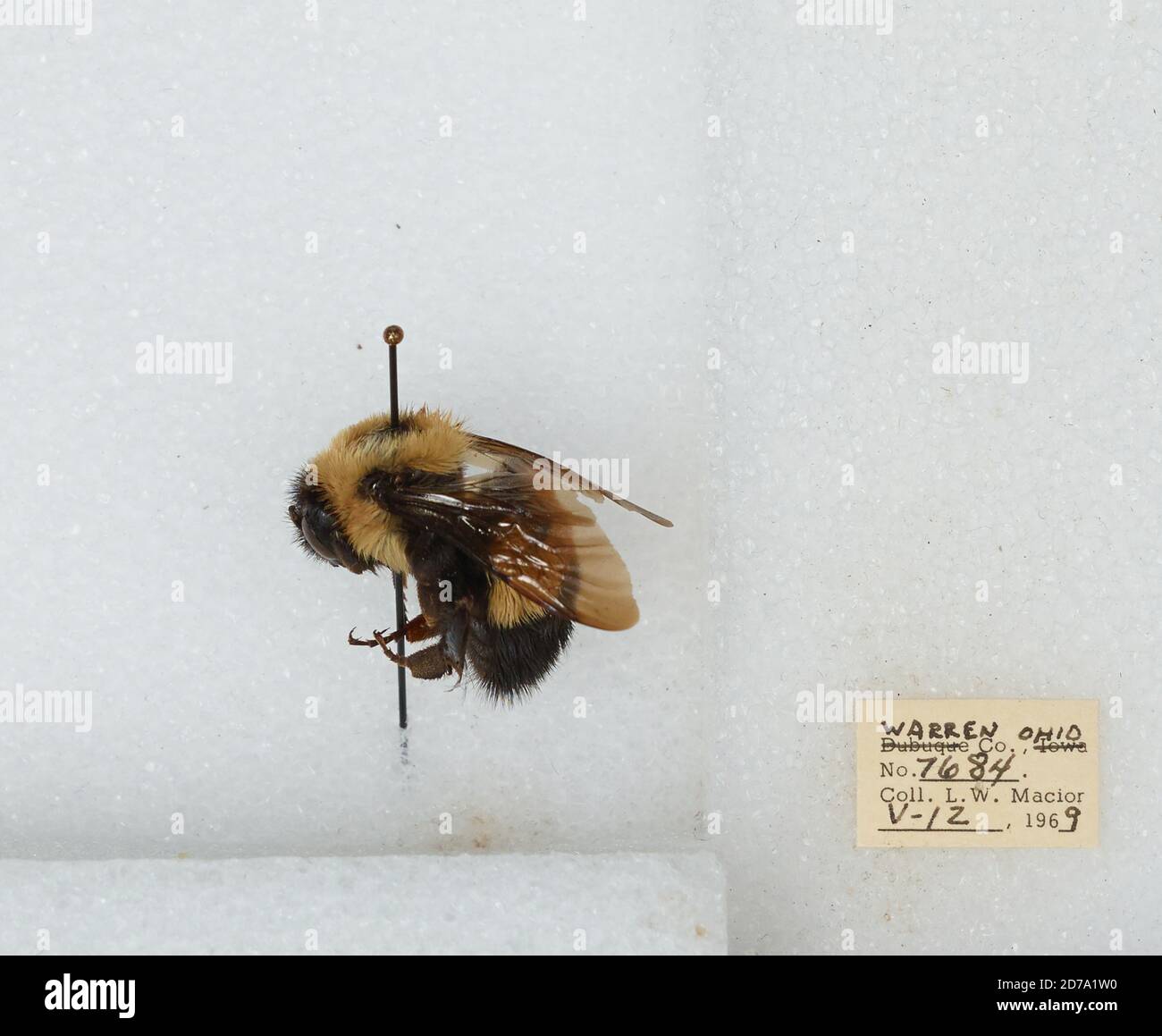 Warren, Ohio, United States, Bombus (Bombus) affinis Cresson, Animalia ...