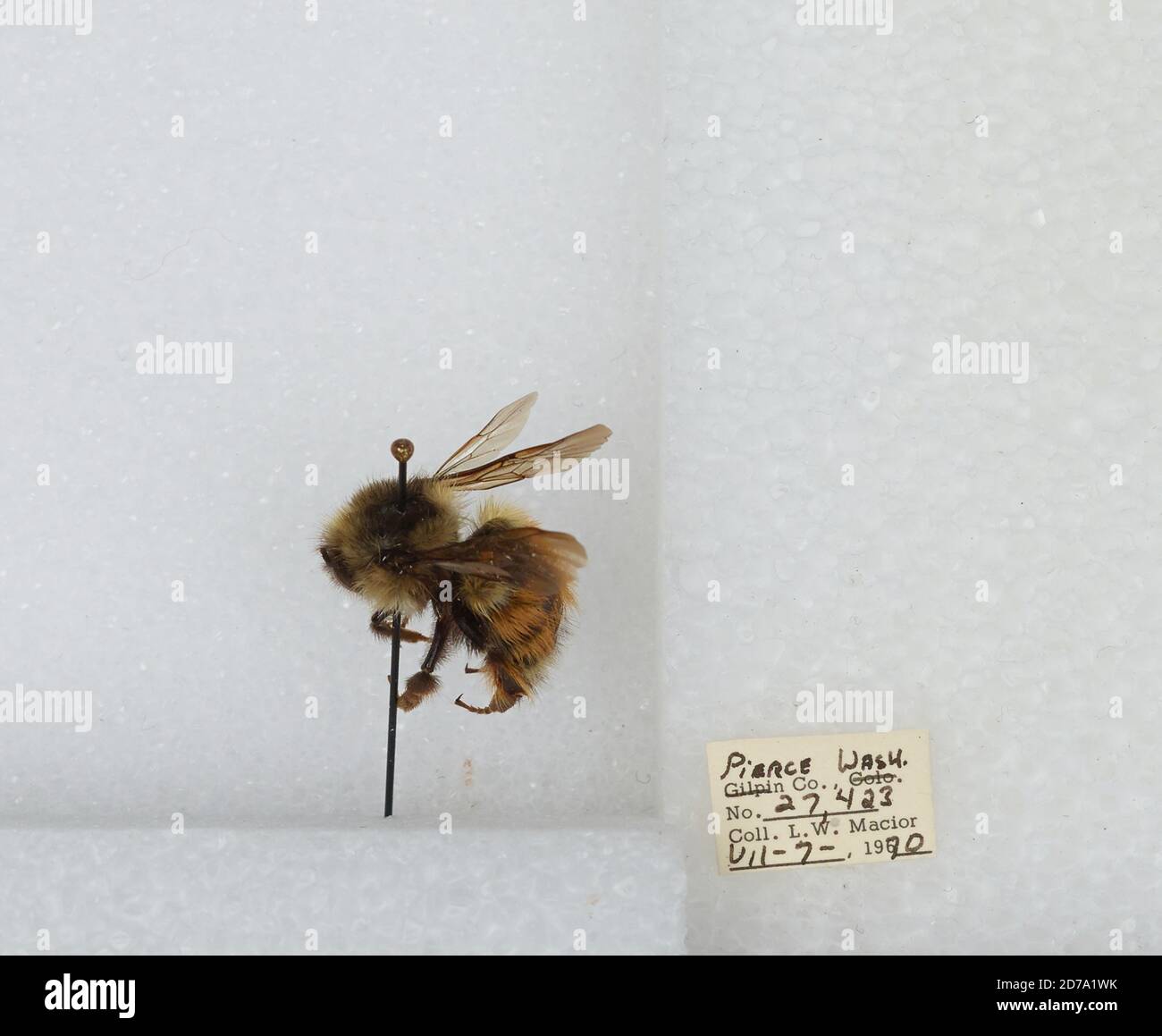 Pierce, Washington, United States, Bombus (Pyrobombus) melanopygus ...