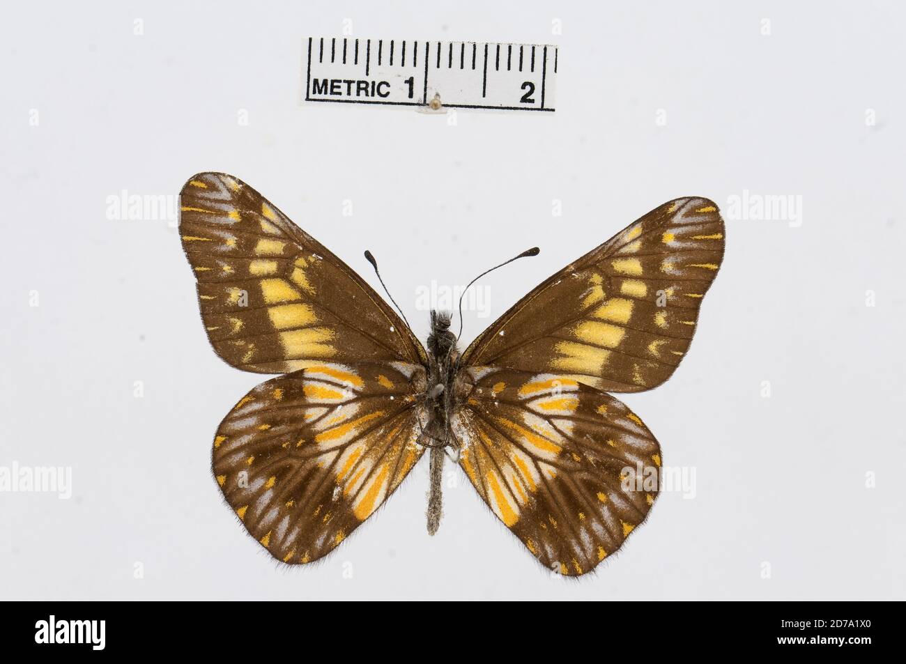 Catasticta colla, Animalia, Arthropoda, Hexapoda, Insecta, Lepidoptera ...