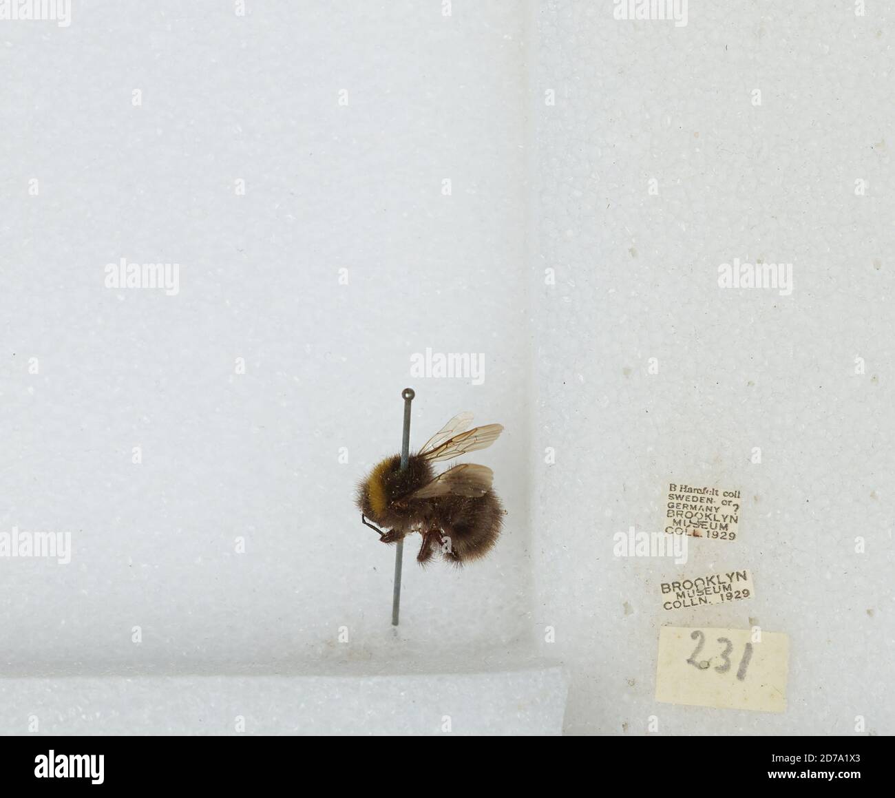 Sweden or Germany, Bombus sp., Animalia, Arthropoda, Insecta ...