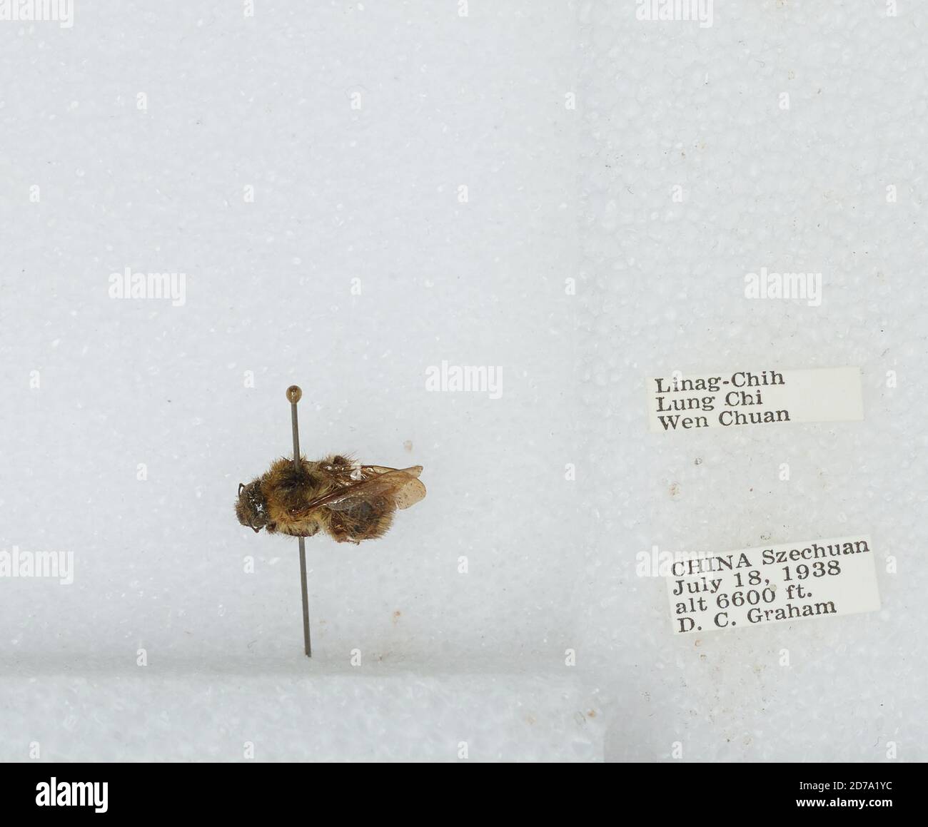 Linag-Chih, Lung Chi, Wen Chuan, Sichuan, China, Bombus sp., Animalia ...