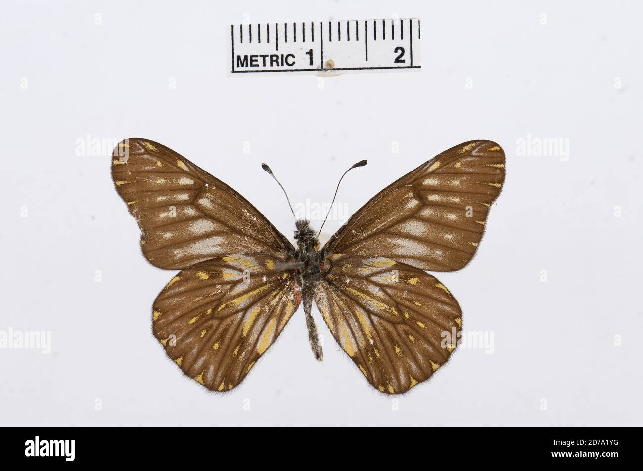 Catasticta grisea, Animalia, Arthropoda, Hexapoda, Insecta, Lepidoptera ...