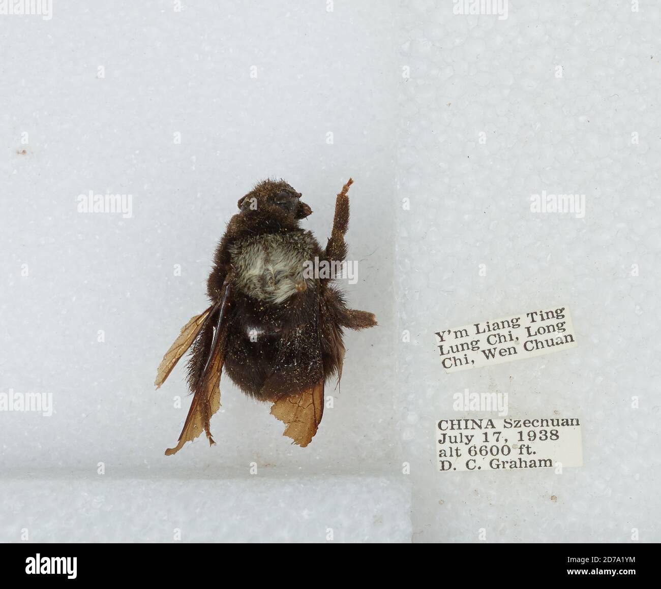Y'm Liang Ting Lung Chi, Long Chi, Wen Chuan, Sichuan, China, Bombus sp ...