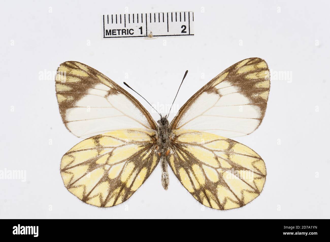 Pinned, Catasticta corcyra, Animalia, Arthropoda, Hexapoda, Insecta ...