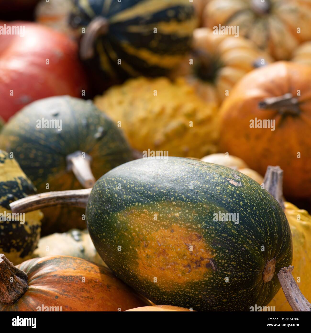 Pumpkins of different shapes, colours and sizes in Autumn Stock Photo ...
