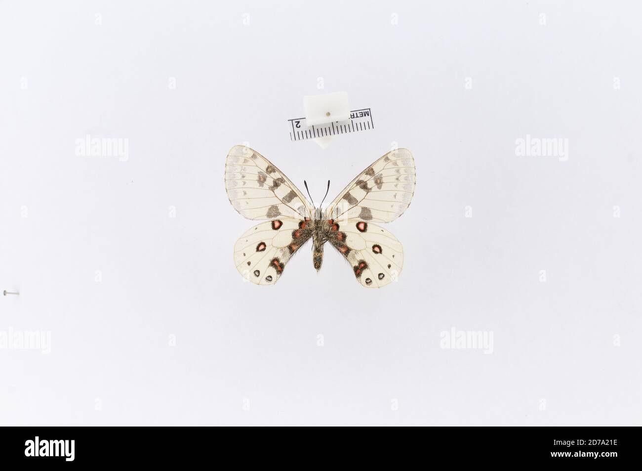 Parnassius orleans bourboni bang haas hi-res stock photography and ...