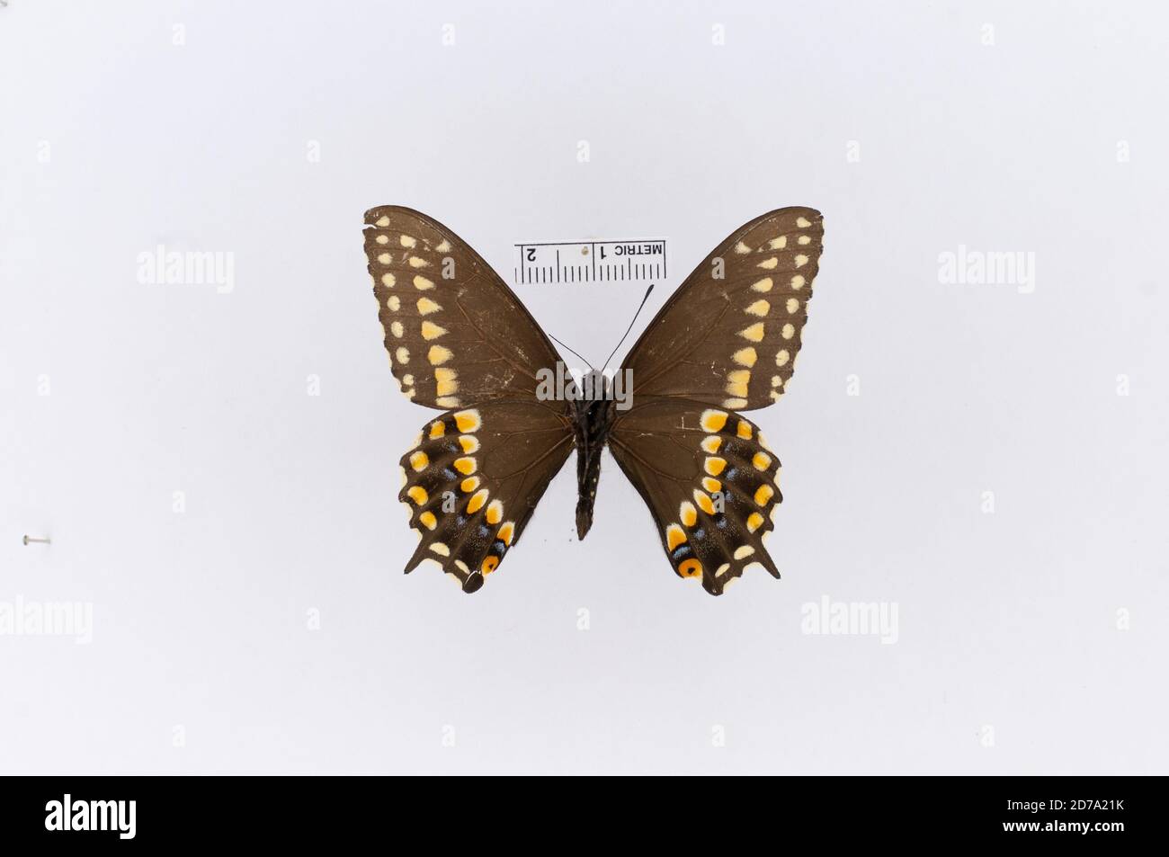 Papilio polyxenes var curvifascia skinner hi-res stock photography and ...