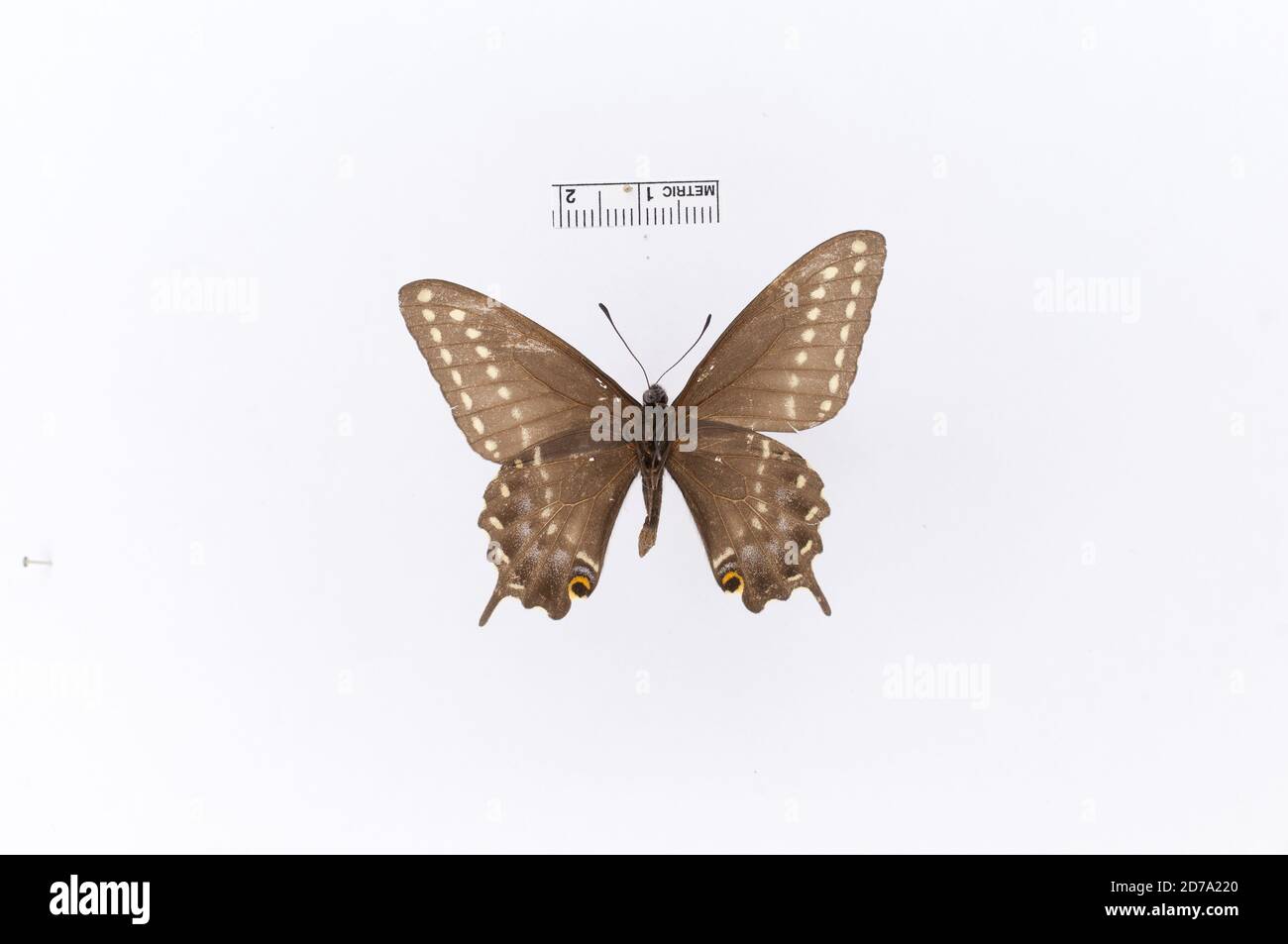 Papilio indra minori cross hi-res stock photography and images - Alamy