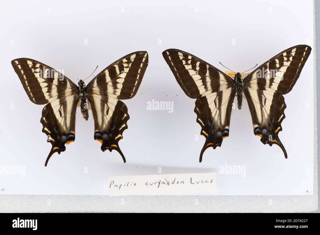 Papilio eurymedon boisduval hi-res stock photography and images - Alamy