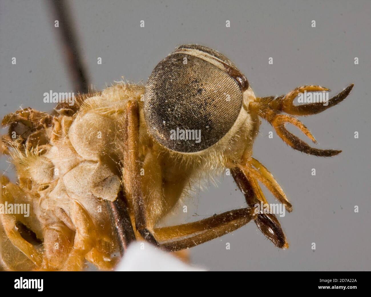 Higuito, San Mateo, Alajuela, Costa Rica, Dichelacera analis Hine, 1920 ...