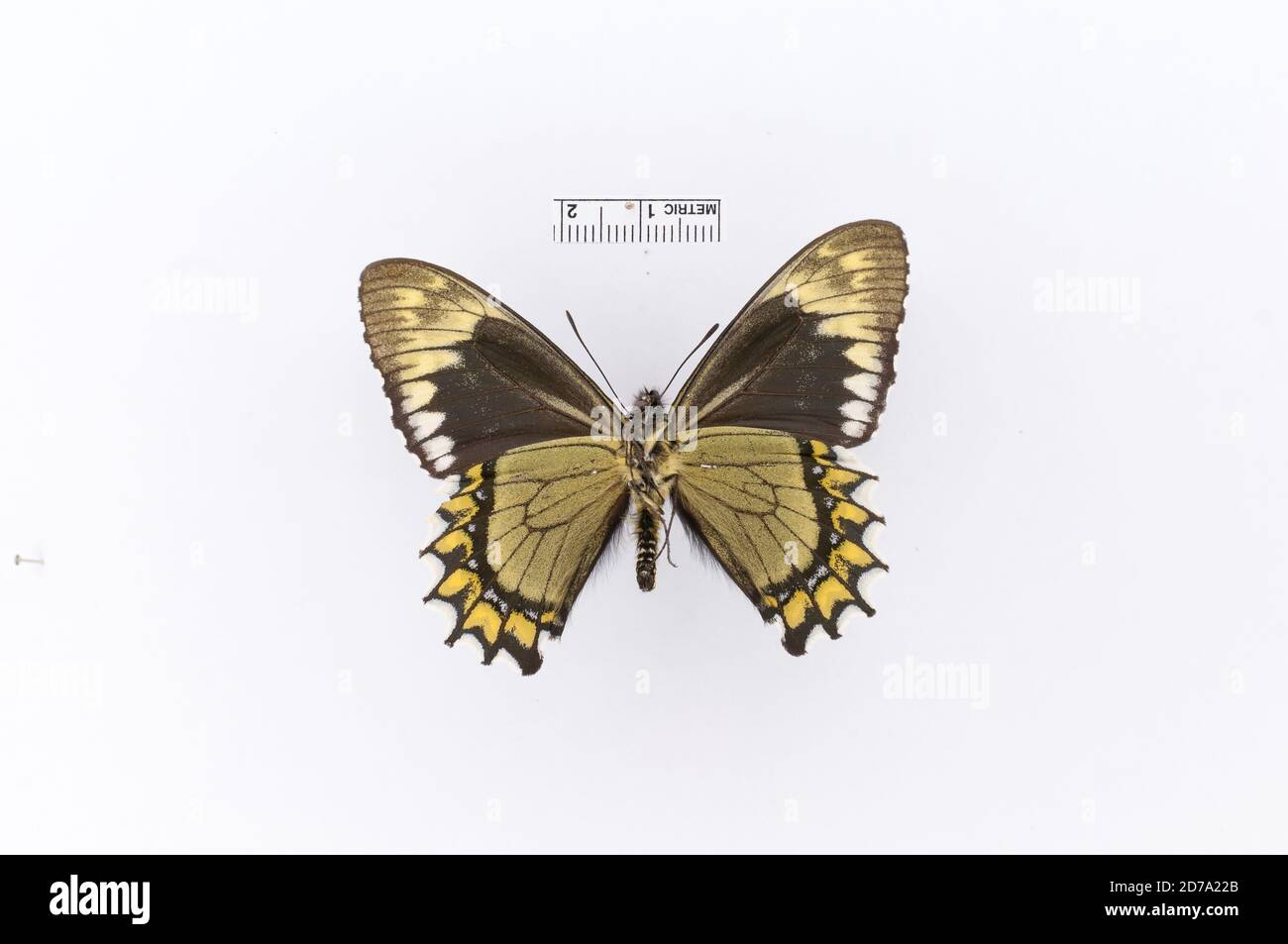 Papilio madyes montebanus dyar hi-res stock photography and images - Alamy