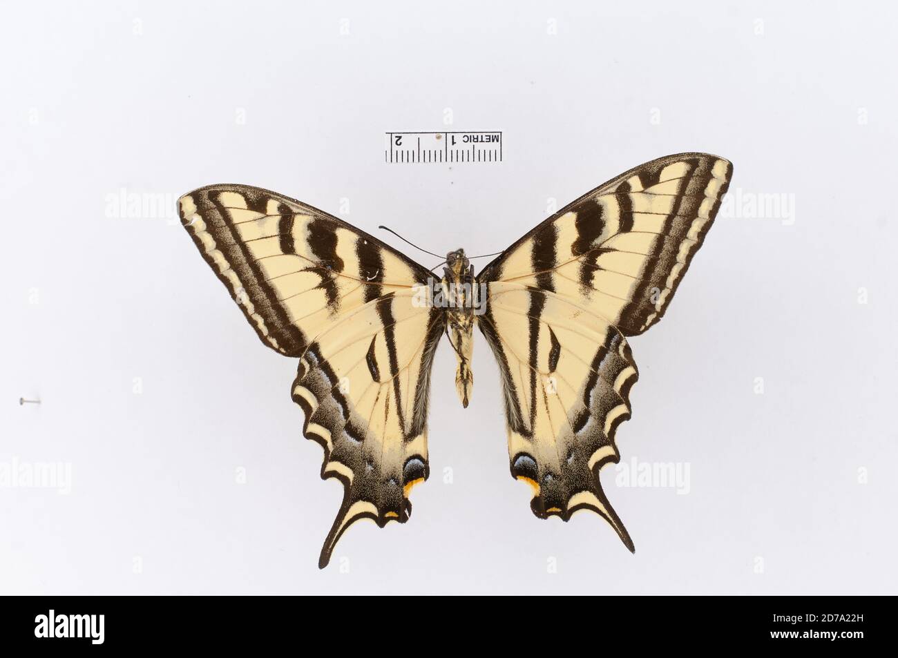 Papilio rutulus boisduval hi-res stock photography and images - Alamy