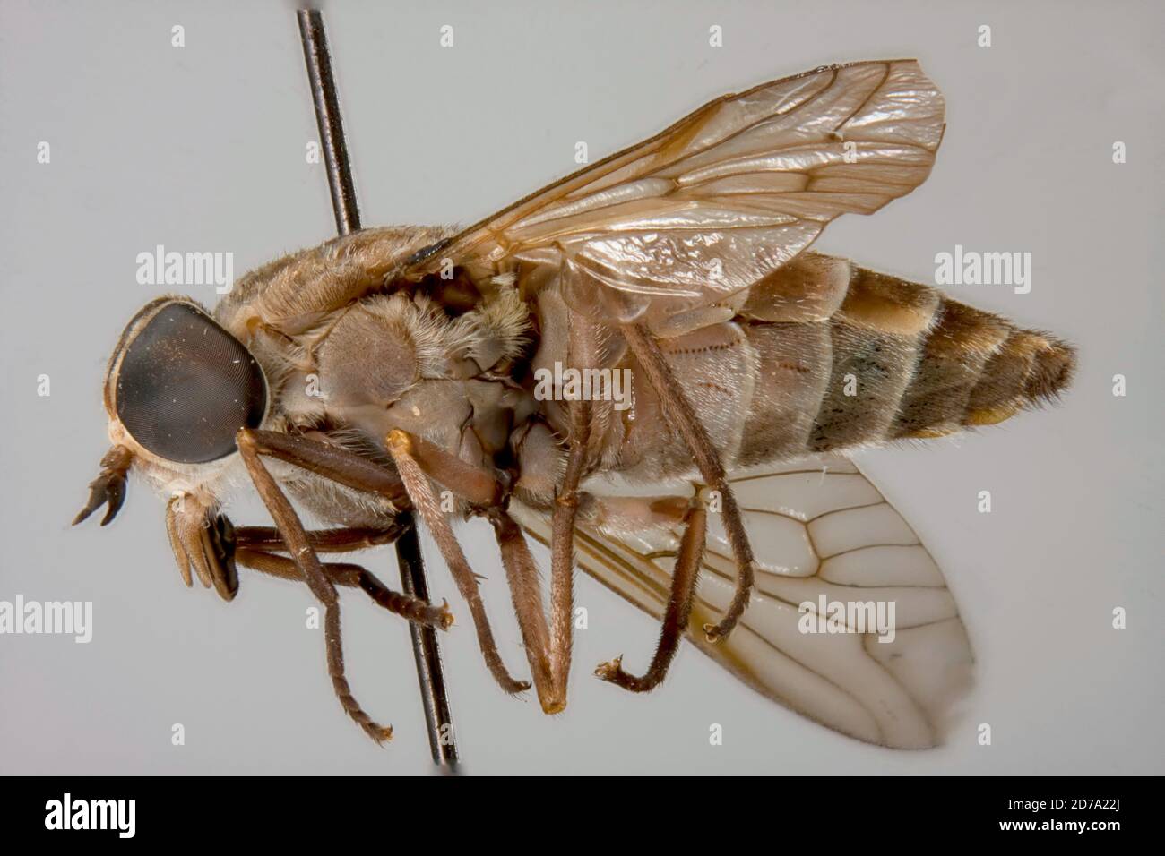 Tabanus arborealis stone hi-res stock photography and images - Alamy