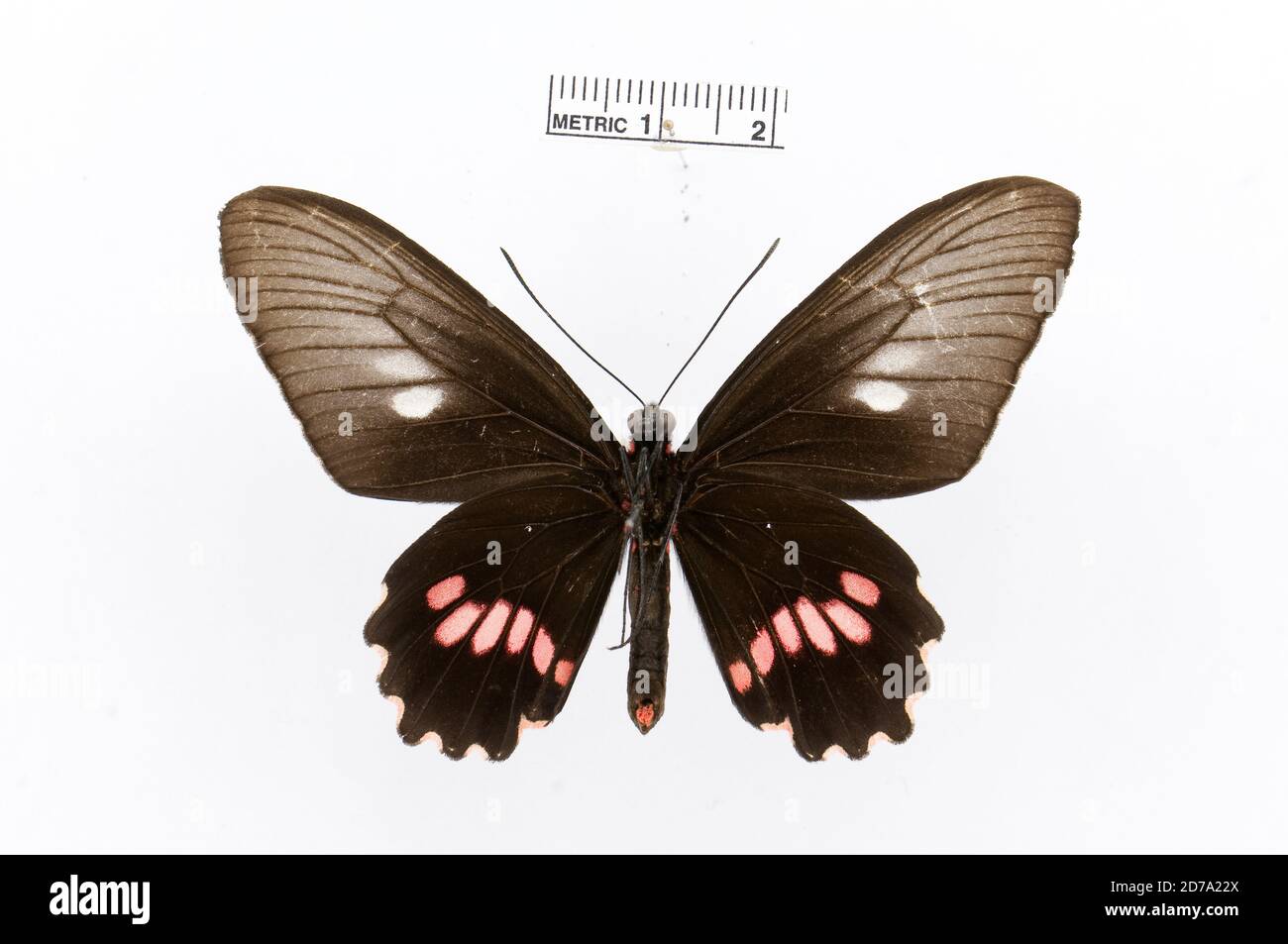 Pinned, Parides neophilus, Animalia, Arthropoda, Insecta, Lepidoptera ...
