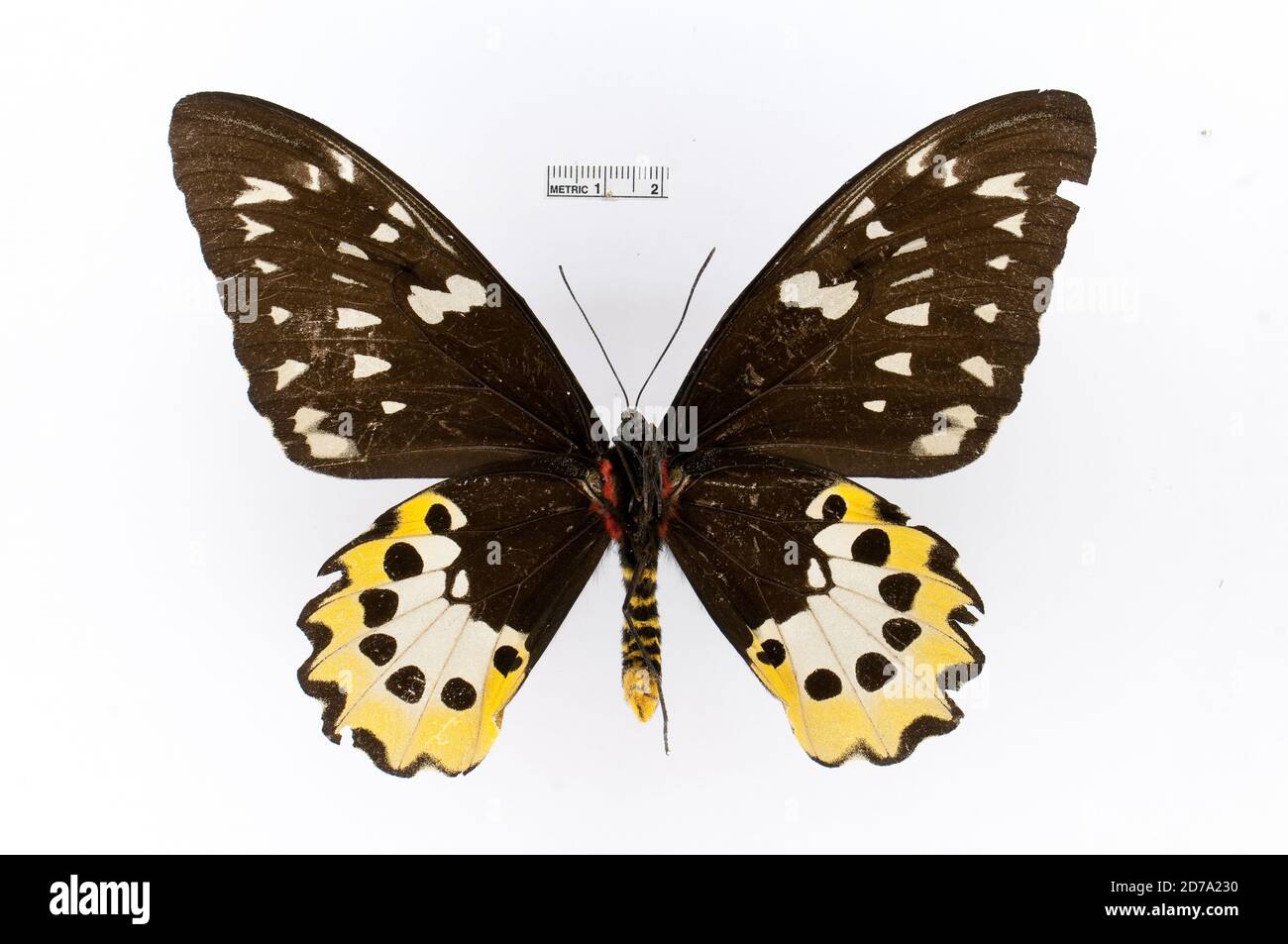 Pinned, Ornithoptera tithonus, Animalia, Arthropoda, Insecta ...
