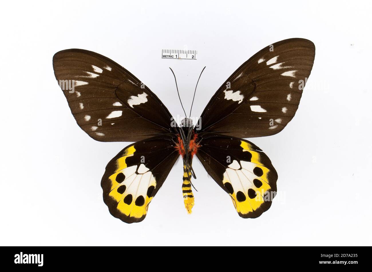 Pinned, Ornithoptera chimaera, Animalia, Arthropoda, Insecta, Lepidoptera, Papilionidae ...