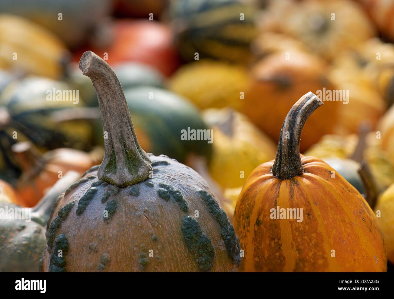 Pumpkins of different shapes, colours and sizes in Autumn Stock Photo ...