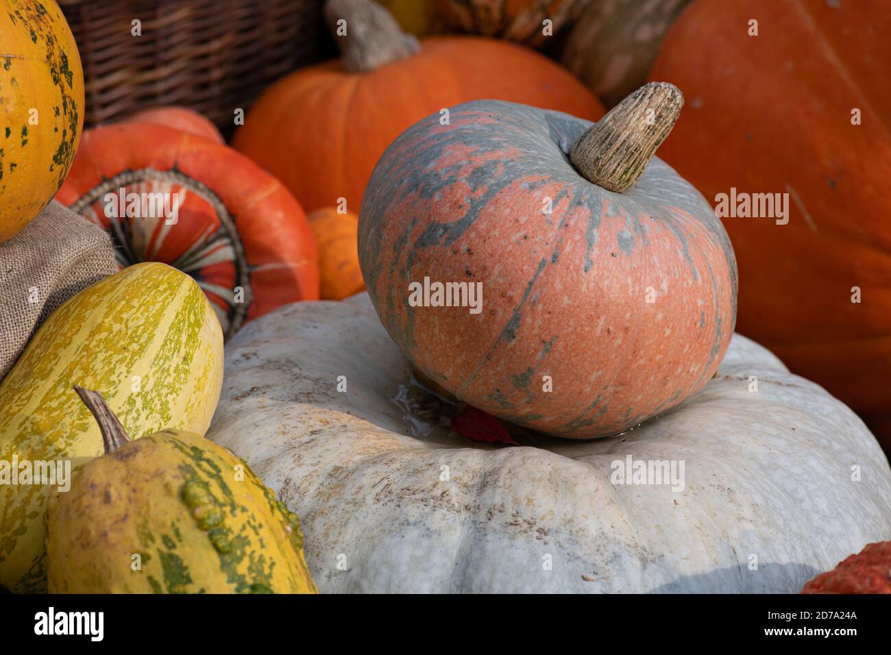 Pumpkins of different shapes, colours and sizes in Autumn Stock Photo ...