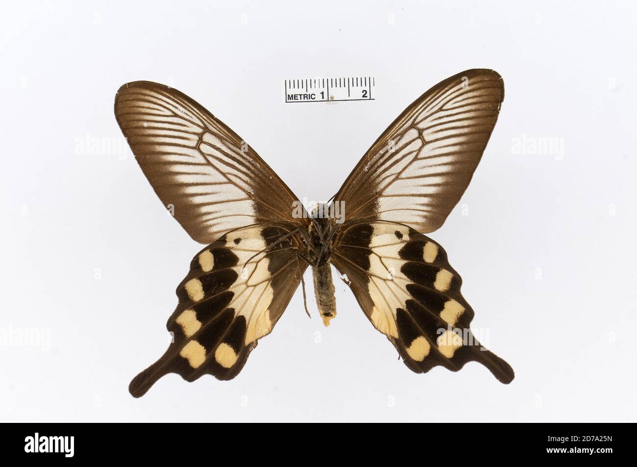 Pachliopta liris hi-res stock photography and images - Alamy