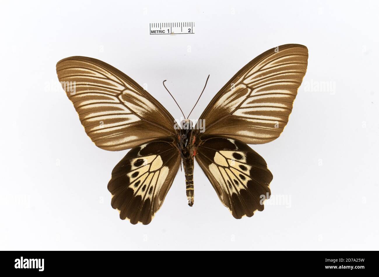 Pinned, Troides haliphron, Animalia, Arthropoda, Insecta, Lepidoptera ...