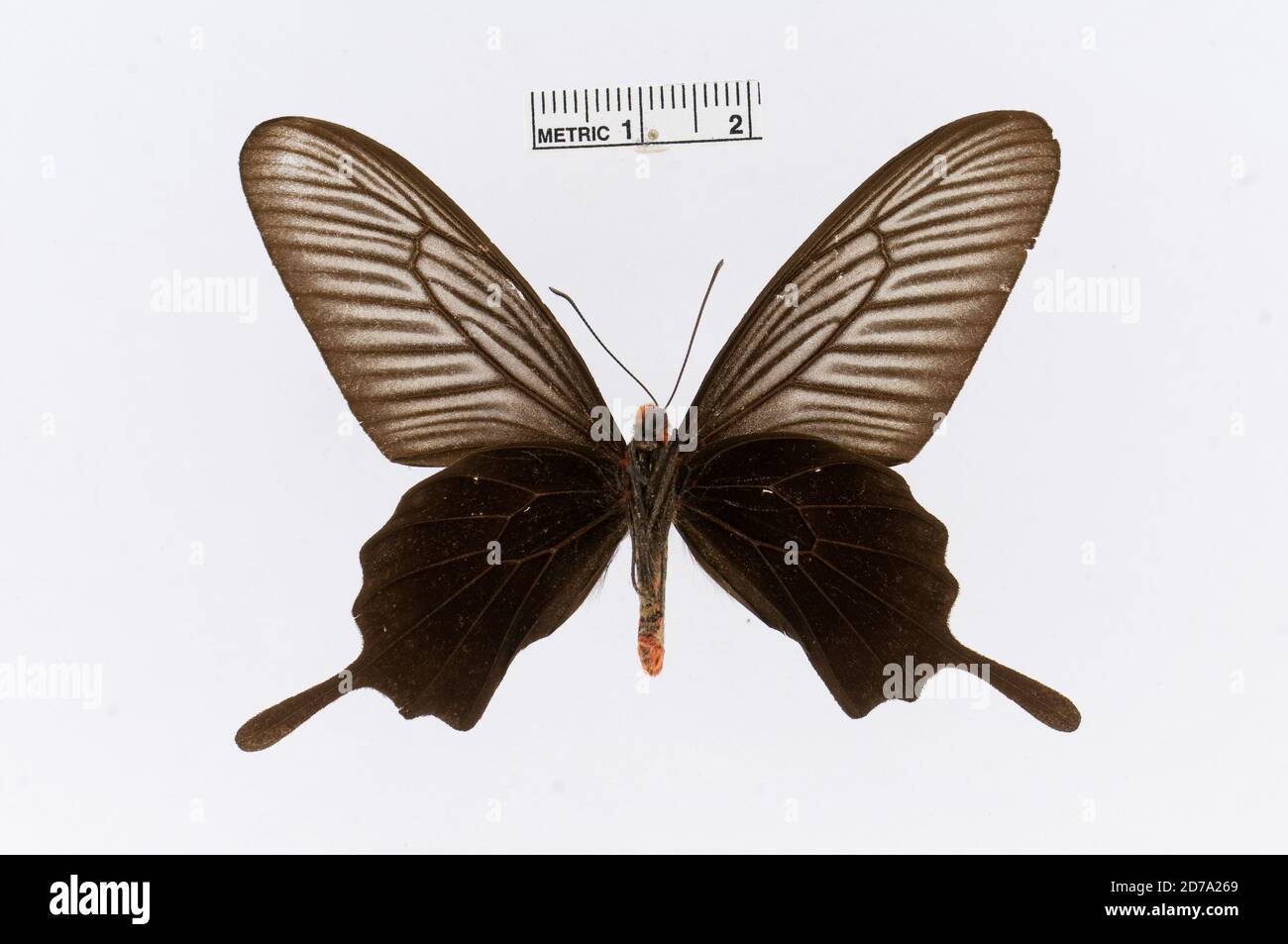 Pinned, Pachliopta atropos, Animalia, Arthropoda, Insecta, Lepidoptera ...