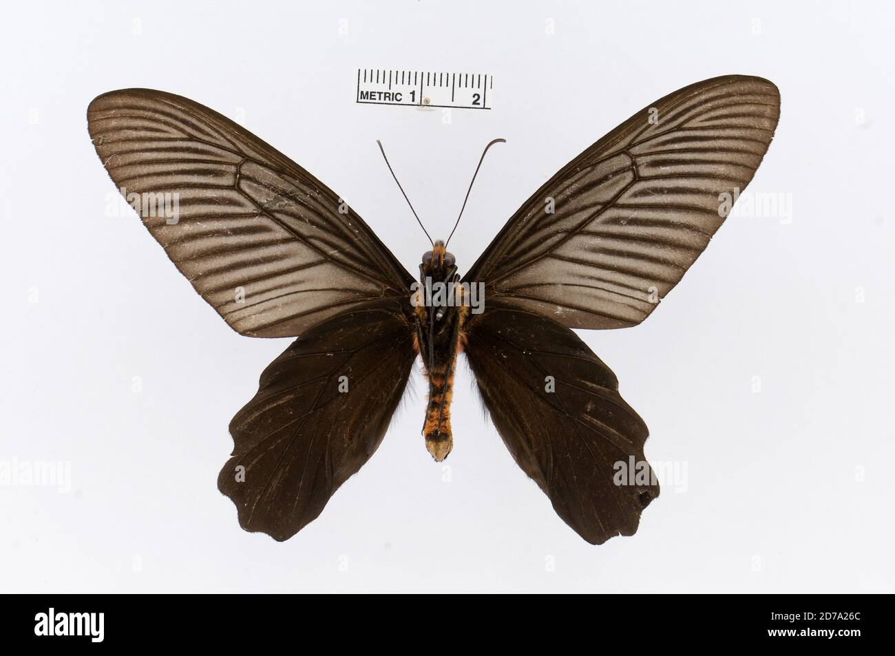 Pinned, Atrophaneura aidoneus, Animalia, Arthropoda, Insecta ...