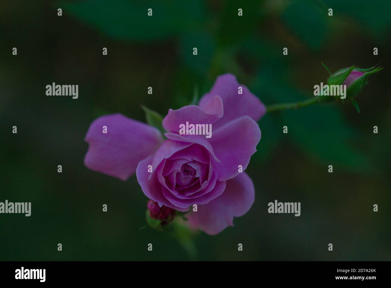 Purple Rose growing in a neglected flower garden Stock Photo - Alamy