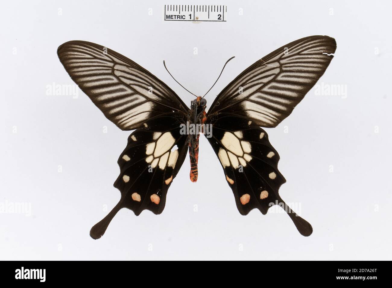 Pinned, Pachliopta phlegon, Animalia, Arthropoda, Insecta, Lepidoptera ...