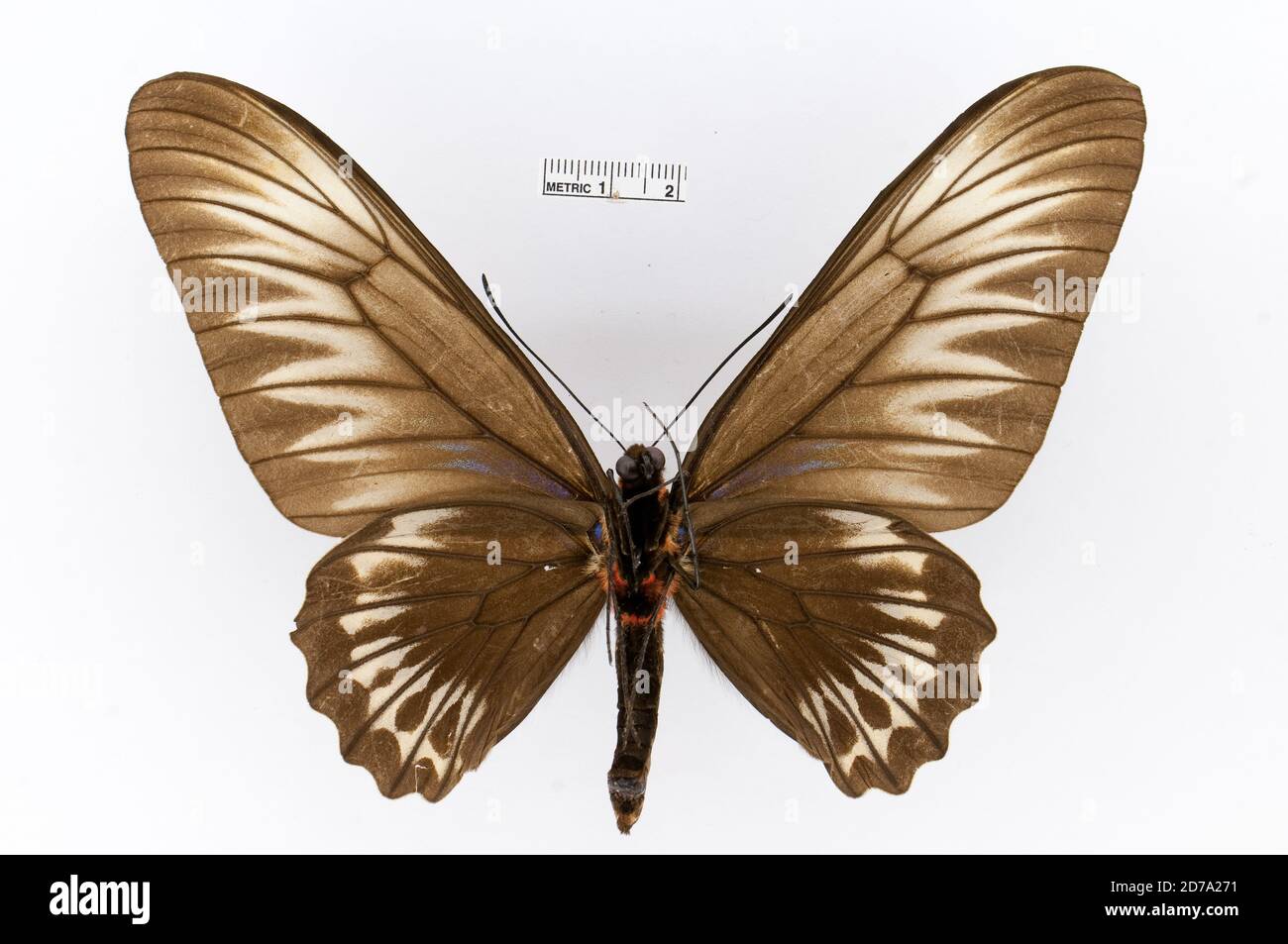 Pinned, Trogonoptera trojana, Animalia, Arthropoda, Insecta ...