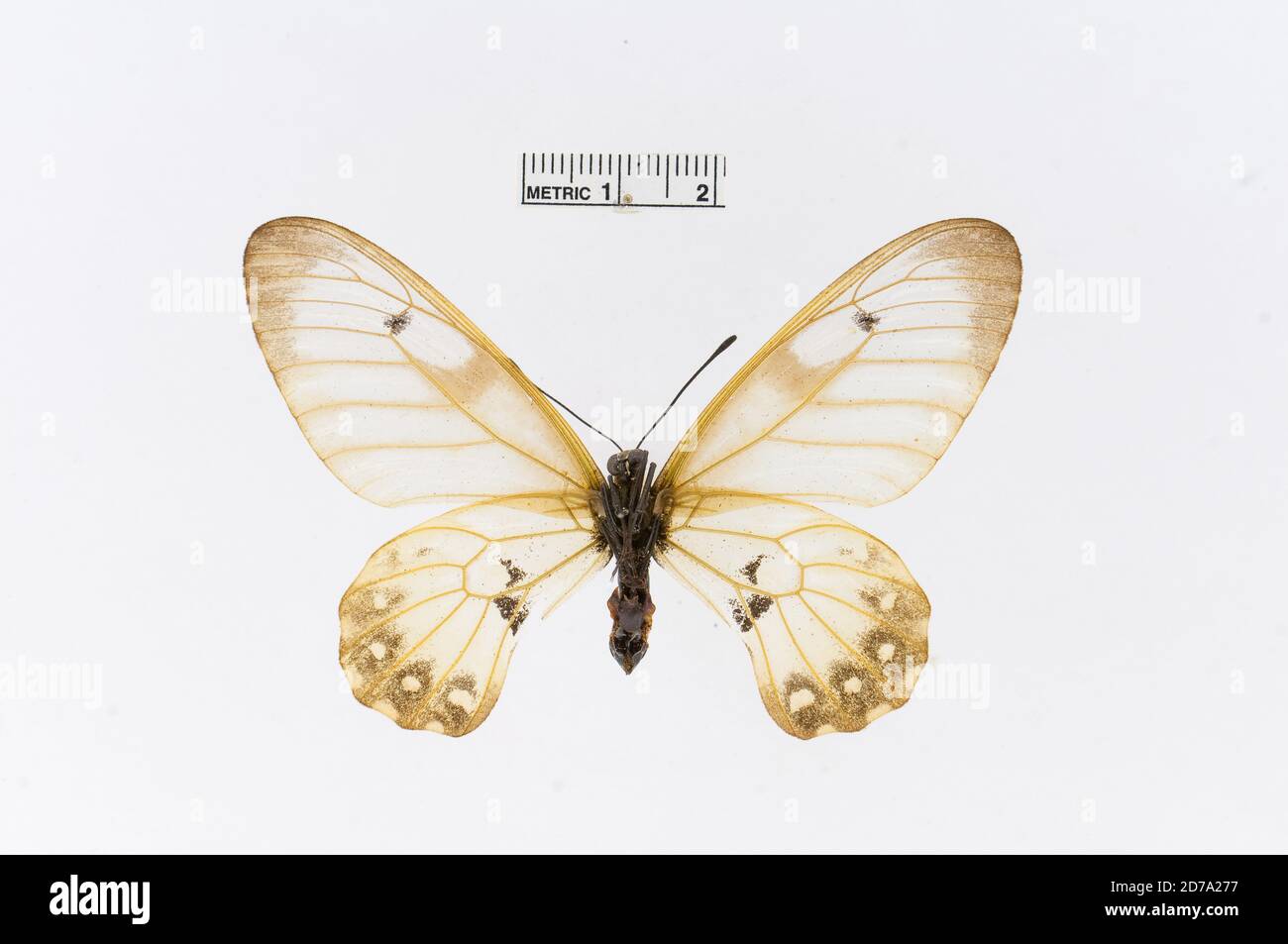 Pinned, Cressida cressida, Animalia, Arthropoda, Insecta, Lepidoptera ...
