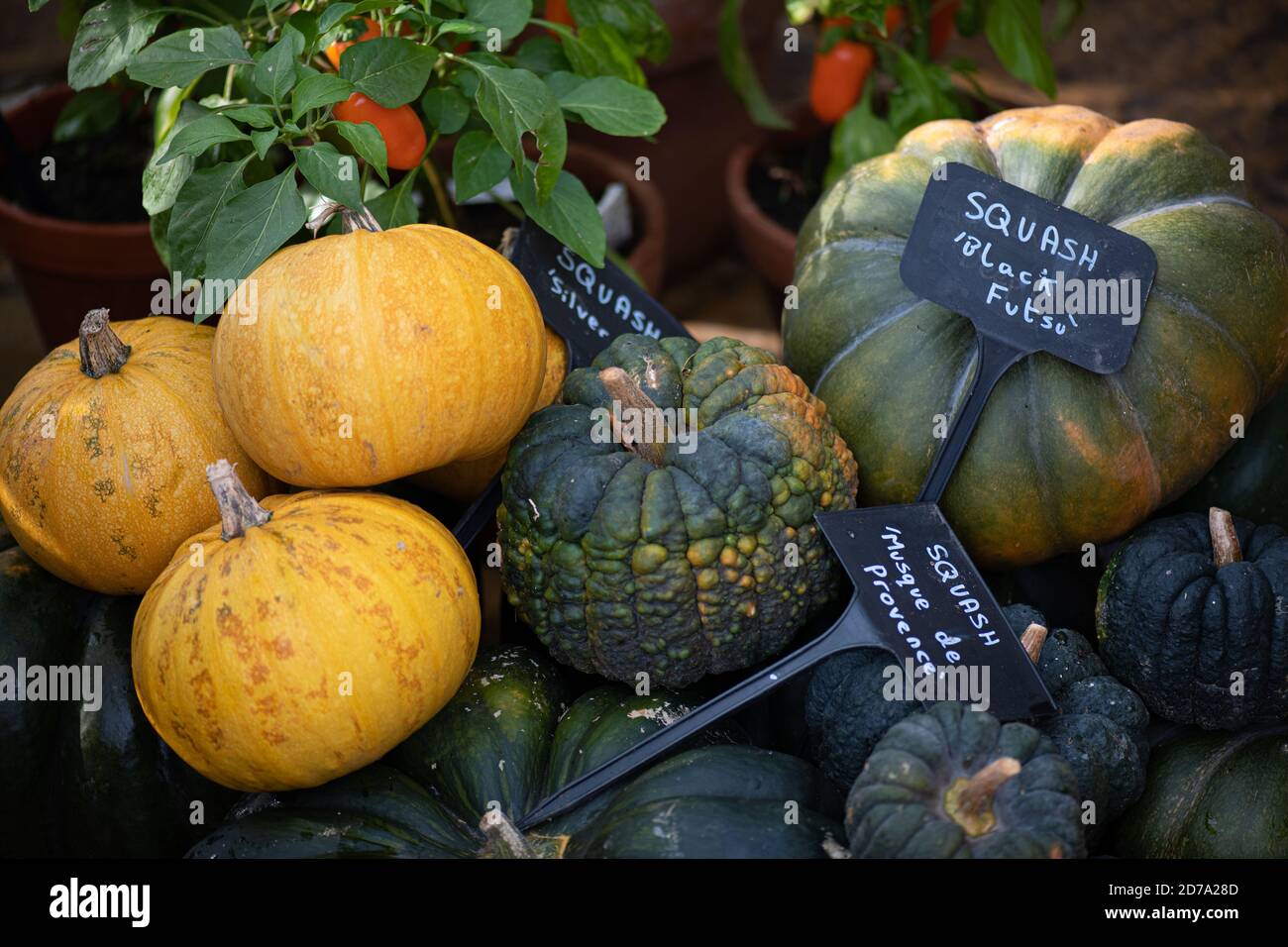 An interesting display of different squashes Stock Photo - Alamy