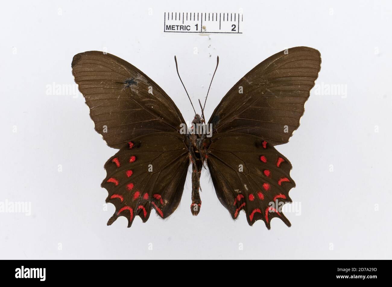 Pinned, Parides montezuma, Animalia, Arthropoda, Insecta, Lepidoptera ...