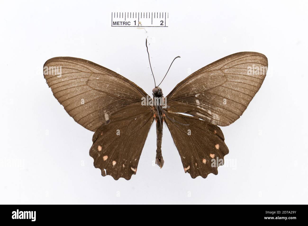 Parides burchellanus hi-res stock photography and images - Alamy