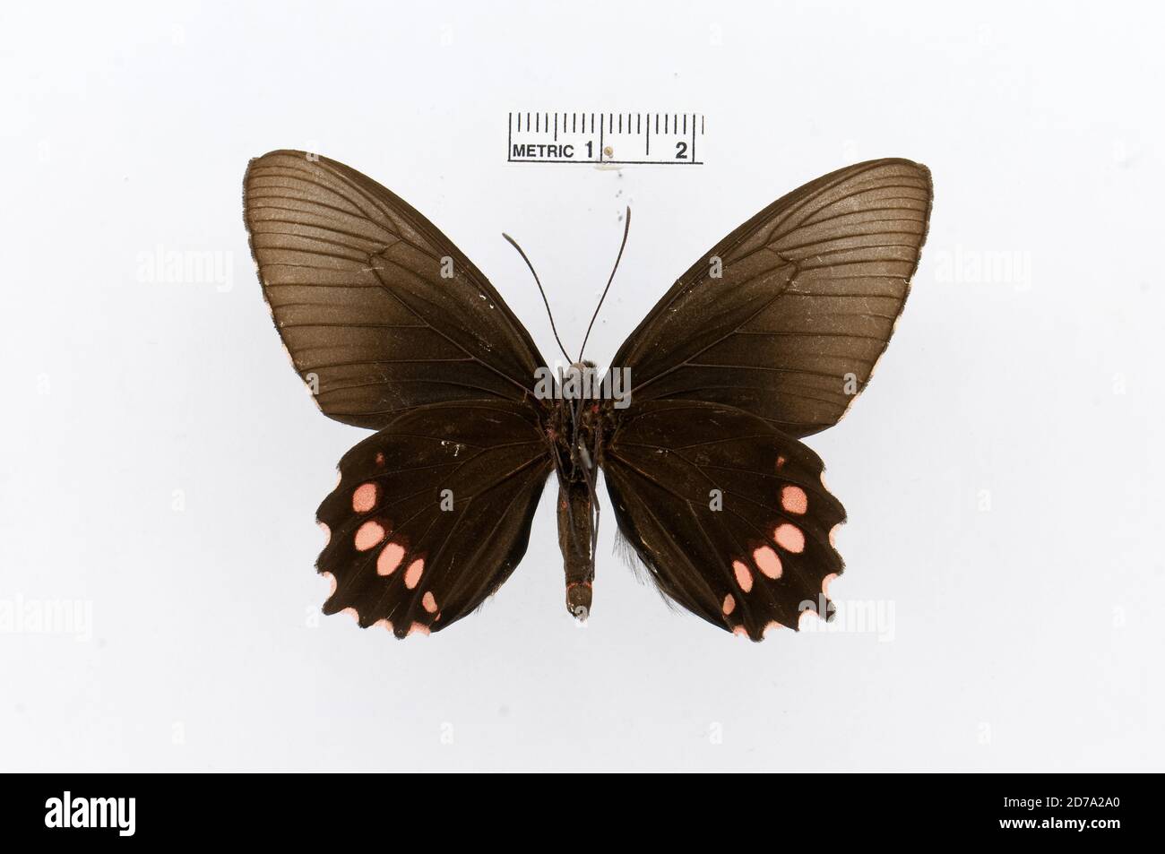 Pinned, Parides panthonus, Animalia, Arthropoda, Insecta, Lepidoptera ...