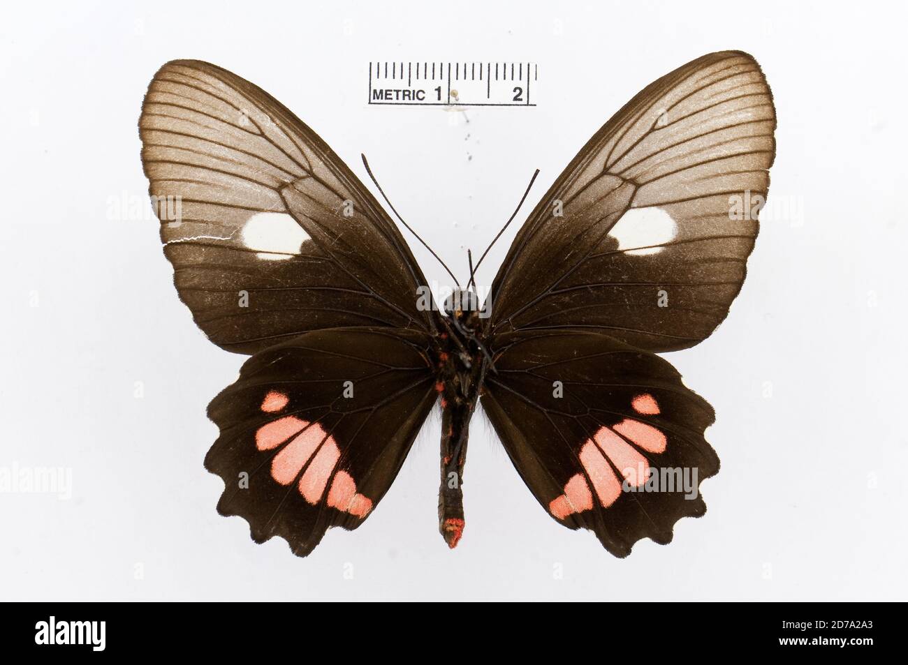 Pinned, Parides vertumnus, Animalia, Arthropoda, Insecta, Lepidoptera ...