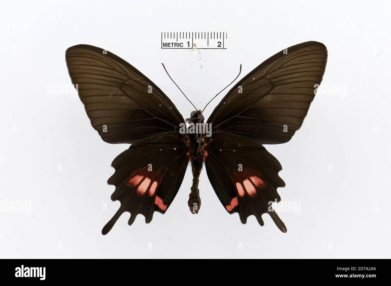 Pinned, Parides tros, Animalia, Arthropoda, Insecta, Lepidoptera ...