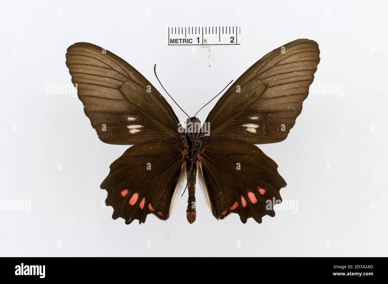 Parides phosphorus hi-res stock photography and images - Alamy