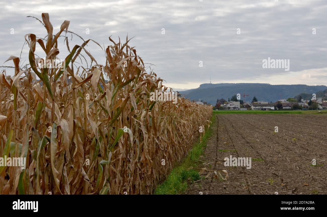 Stubble and grass hi-res stock photography and images - Alamy