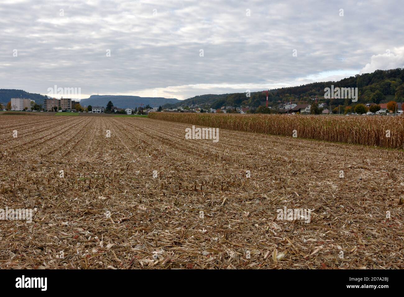 Stubble Growth High Resolution Stock Photography and Images - Alamy