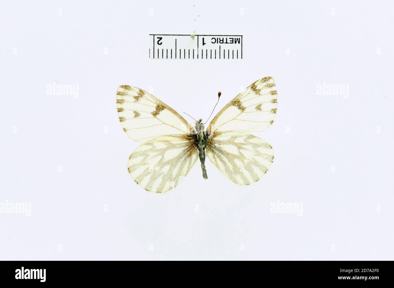 1926 animalia hi-res stock photography and images - Alamy