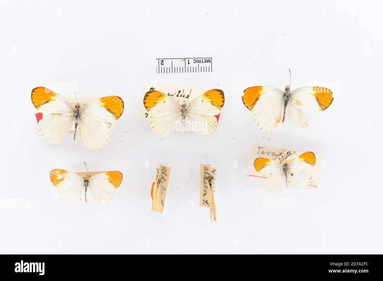 Seychelles, Callosune evanthides Holland, 1896, Animalia, Arthropoda ...